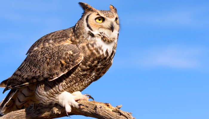 Hibou, montre-moi tes serres et je te dirai ce que tu manges