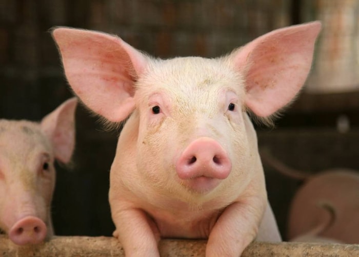 Des huiles essentielles pour le porc?