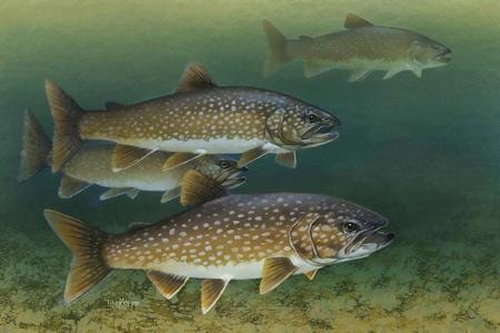 Recenser génomiquement les poissons?