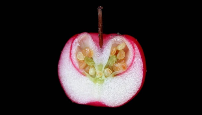 Étudier en ligne les plantes d’ici