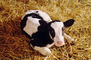 La vache qui pleure