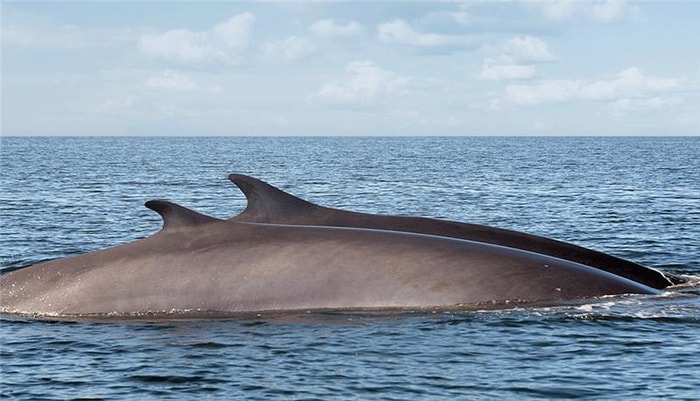 Nage synchronisée chez le rorqual commun