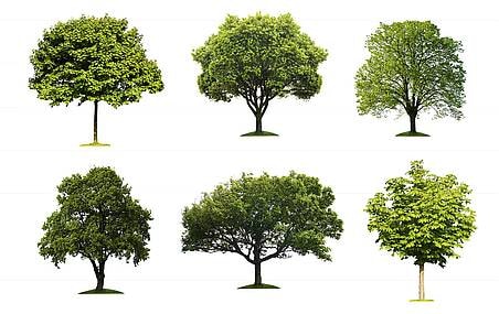 L'architecture des arbres