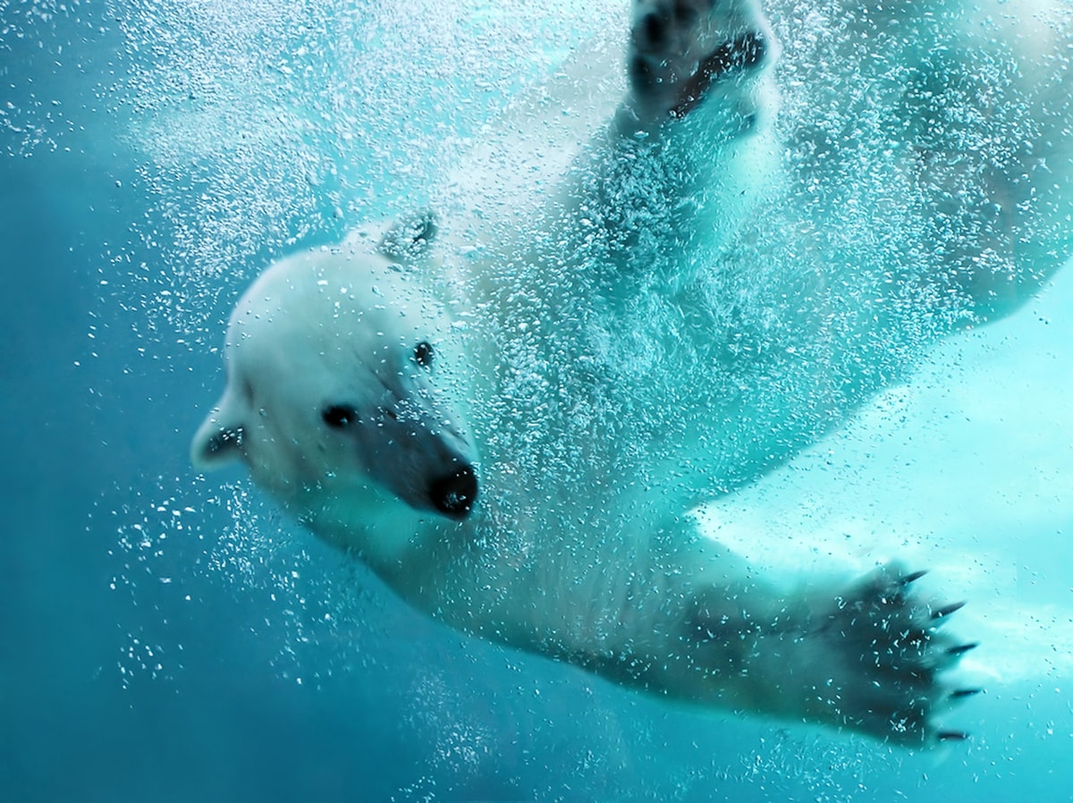 La faim justifie les moyens – quand l’ours polaire s’attaque à l’oie ...