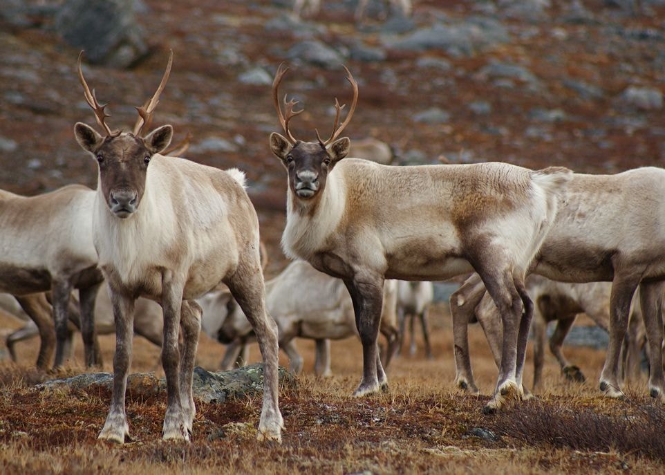 Pour assurer la durabilité du caribou