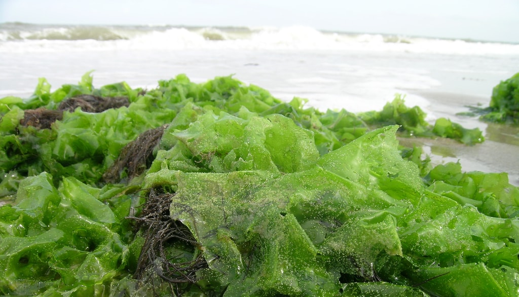 Santé physique et psychologique: les algues du Québec font-elles partie ...
