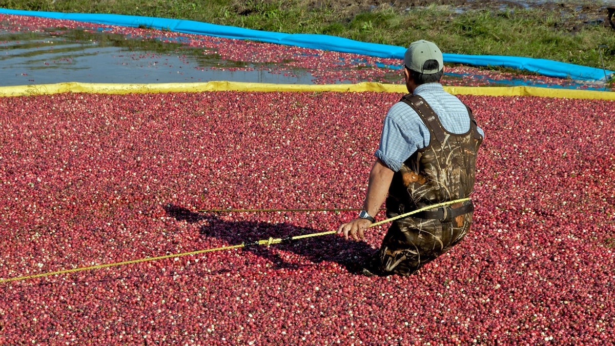 Cranberry extracts could boost microbiota and counter cardiometabolic ...