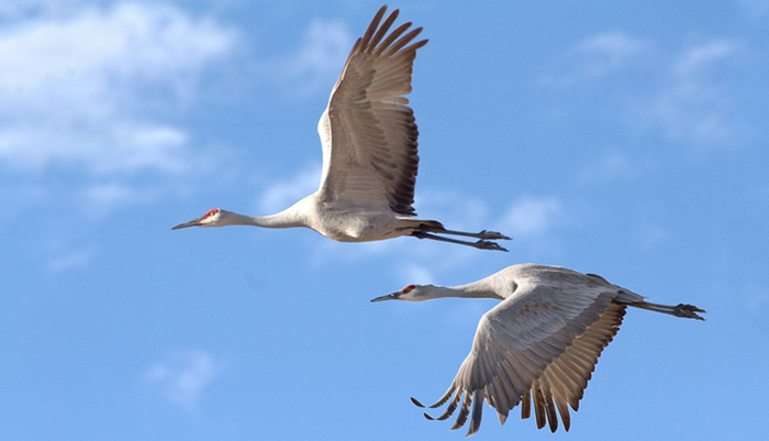 La grue du Canada en montée au Québec